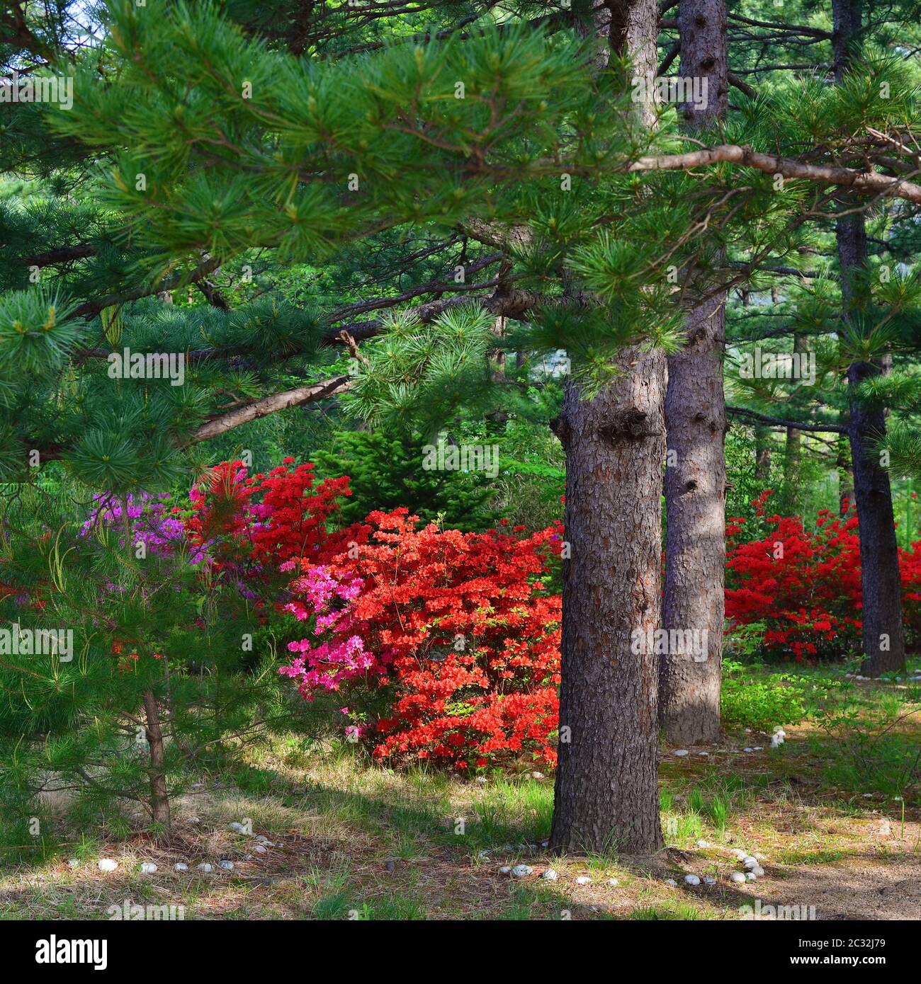 North Korea scenery. Woodland. Red korean pine trees in the Diamond ...
