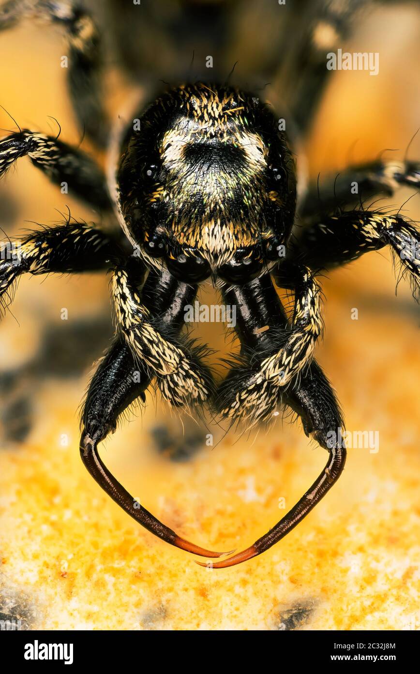 Salticus scenicus fly hi-res stock photography and images - Alamy