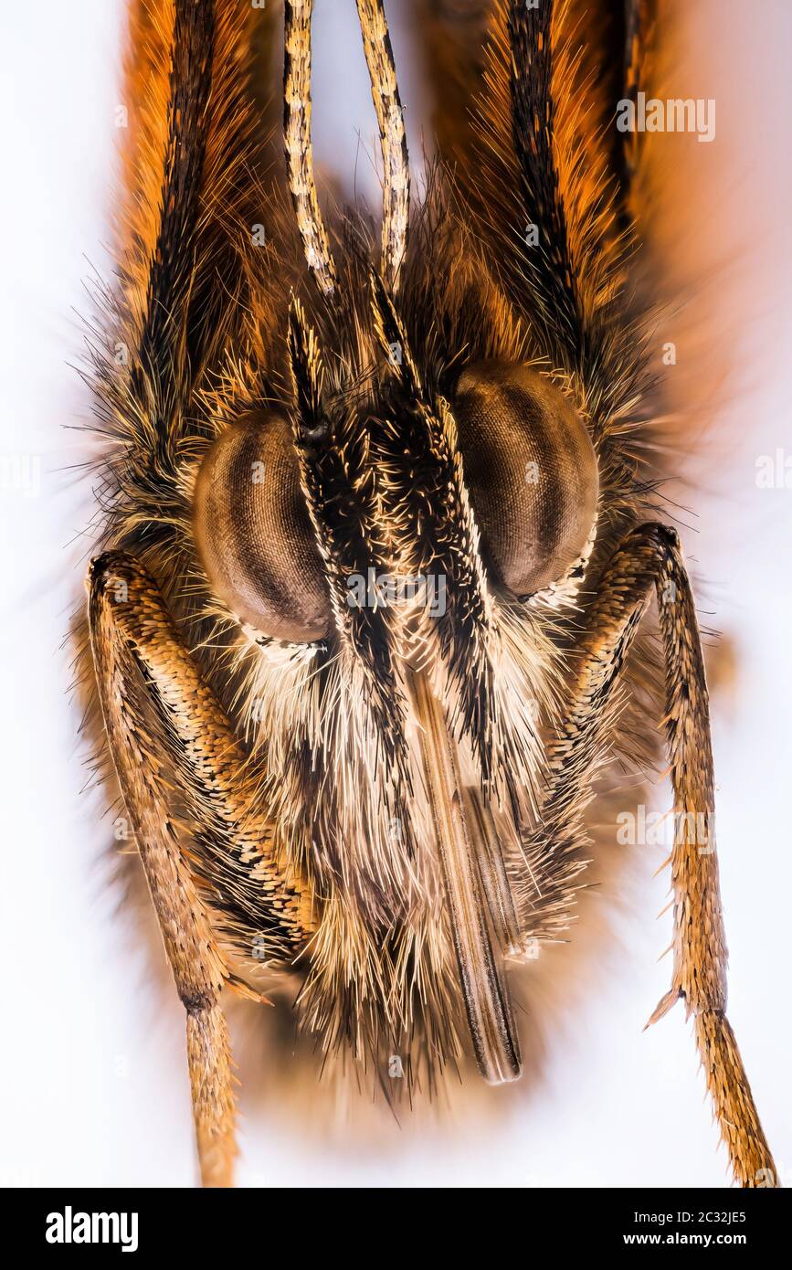 Portrait in Focus Stacking technique of Gatekeeper or Hedge Brown. His ...