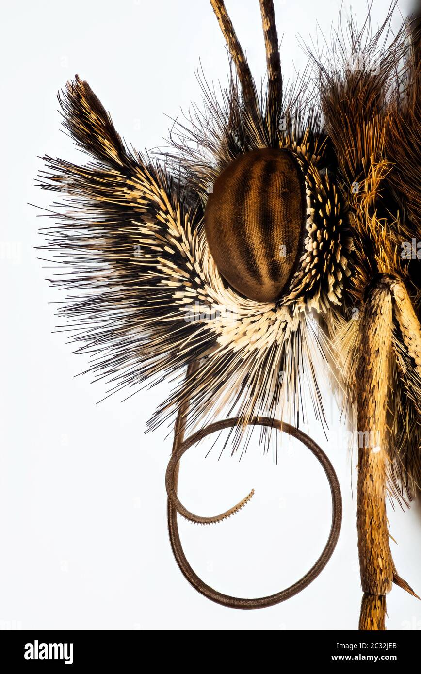 Common hedge blue butterfly hi-res stock photography and images - Alamy