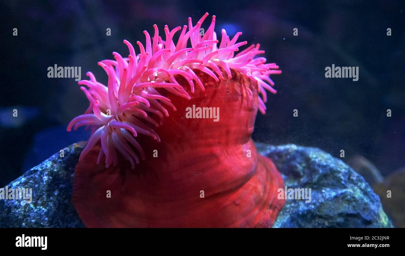 side view of a large red fish eating anemone Stock Photo - Alamy