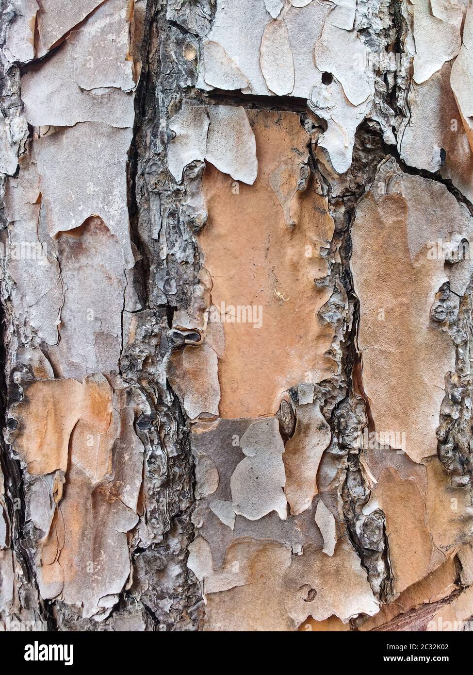 Texture of dry tree bark surface with cracks, peeling off Stock Photo ...