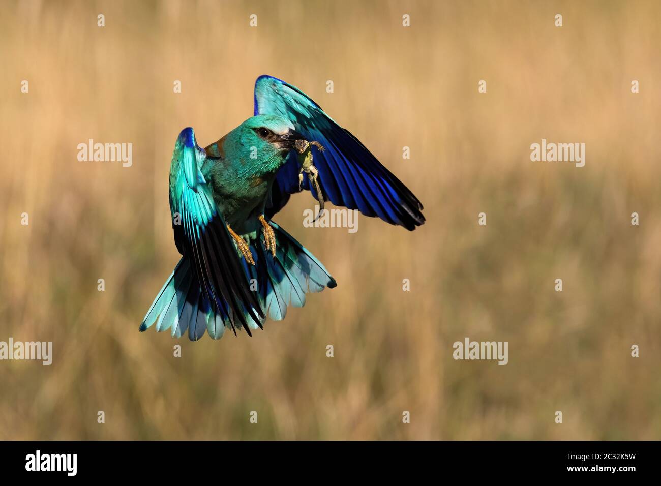 Blue european roller, coracias garrulus, flying with a catch in beak in ...