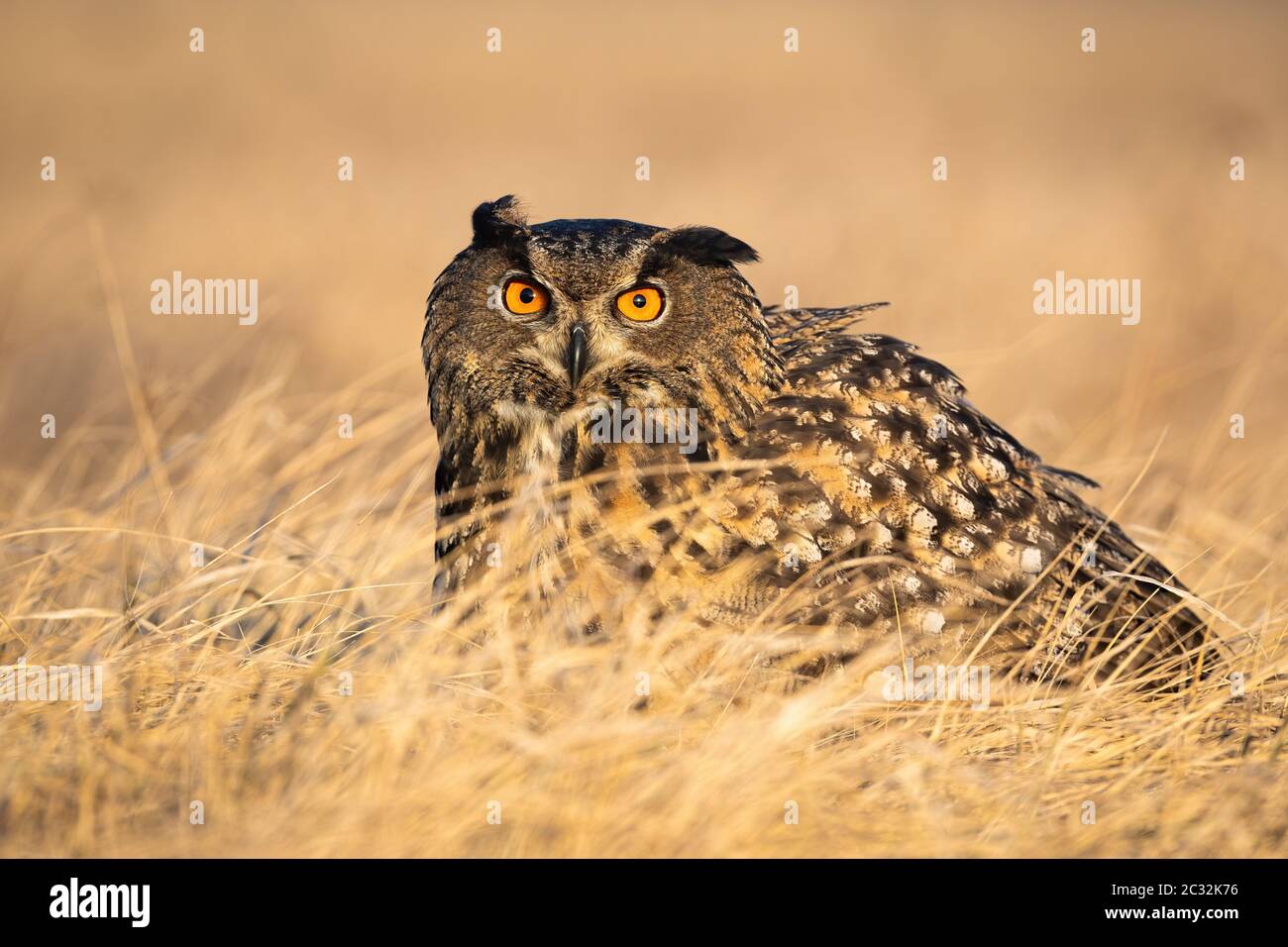 Golden eagle sitting on ground hi-res stock photography and images - Alamy