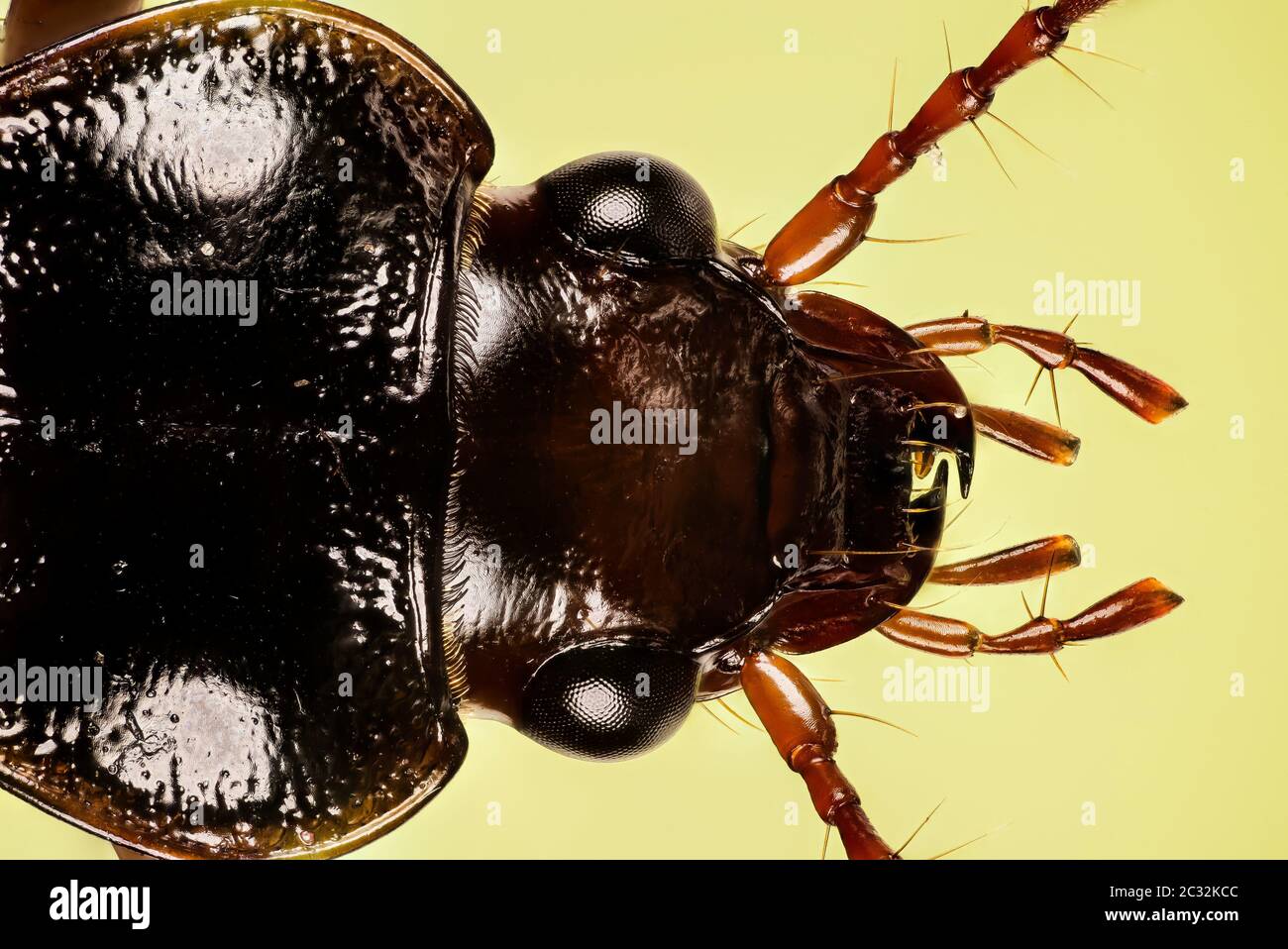 BEETLES - Nebria sp., Nebria brevicollis Stock Photo - Alamy