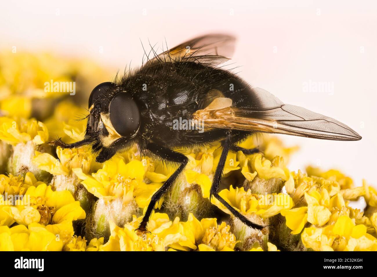 Noon Fly, Noonday Fly, Mesembrina meridiana Stock Photo - Alamy