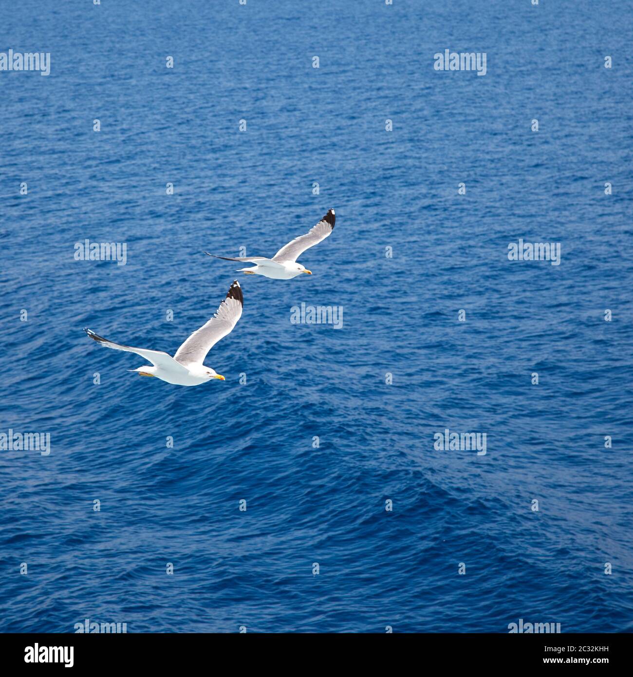Bird fowl sea gull mew hi-res stock photography and images - Alamy