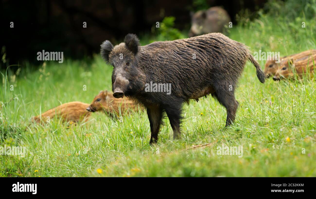 Dangerous female wild boar, sus scrofa, protecting her little young ...