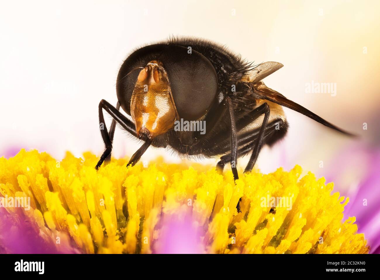 Pellucid Fly, Pellucid Hoverflies, Large Pied-hoverfly, Volucella ...