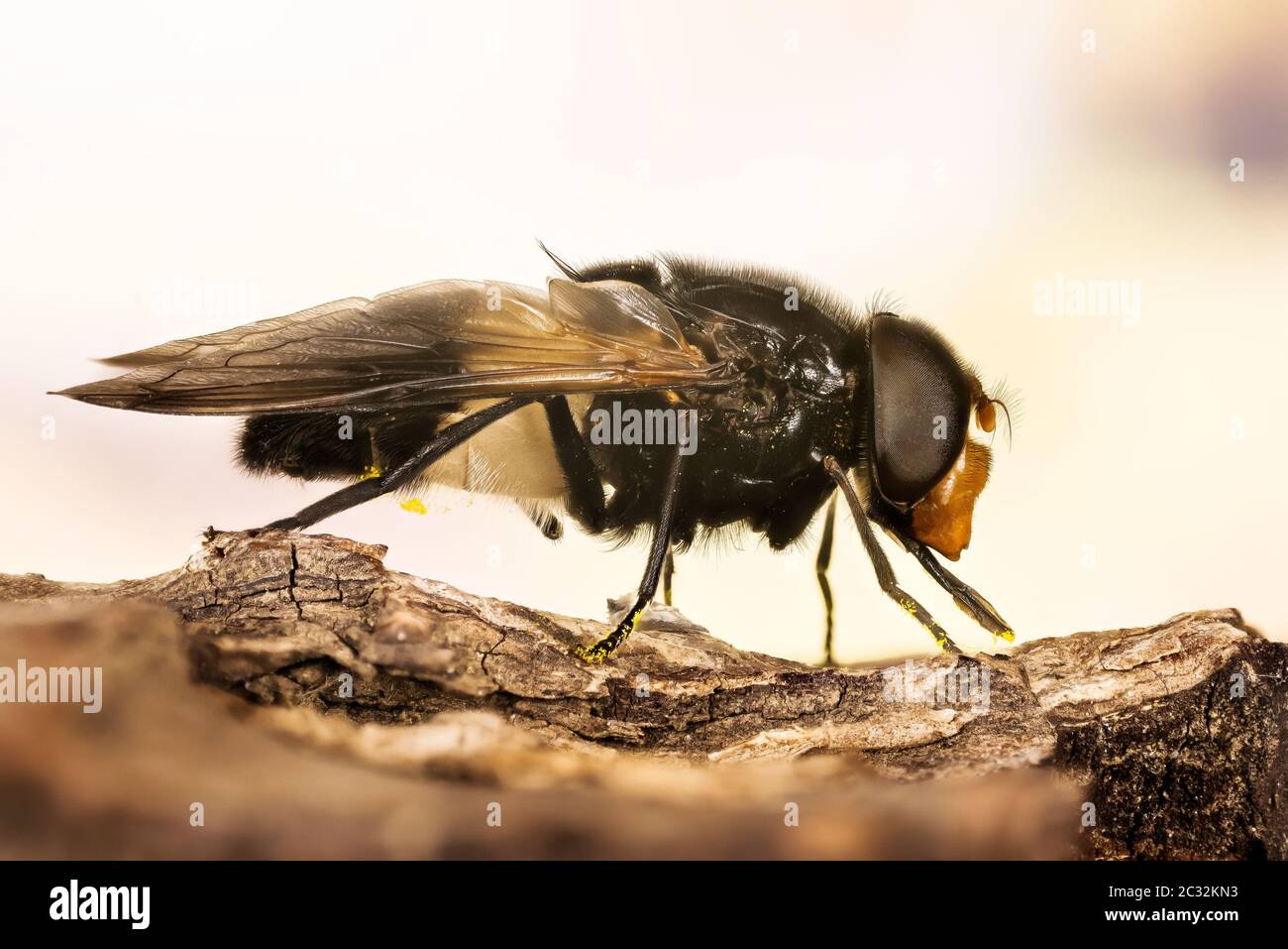 Pellucid Fly, Pellucid Hoverflies, Large Pied-hoverfly, Volucella ...