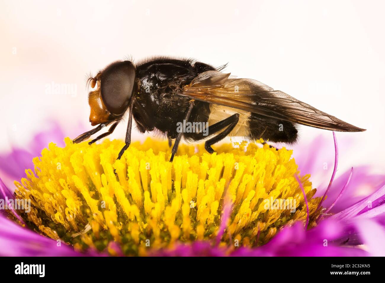 Pellucid fly hi-res stock photography and images - Alamy