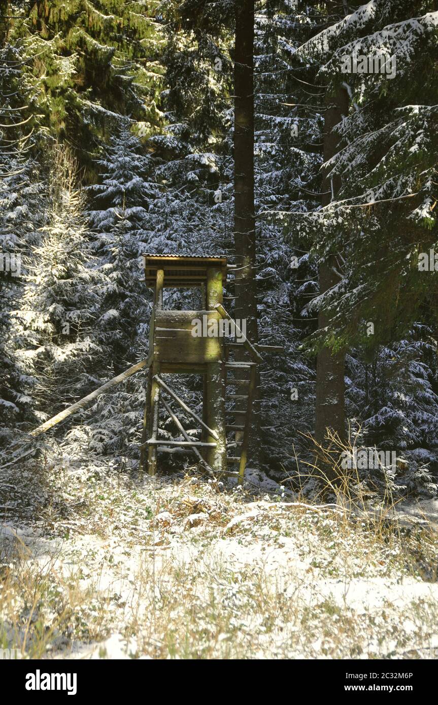 Fer tree hi-res stock photography and images - Alamy