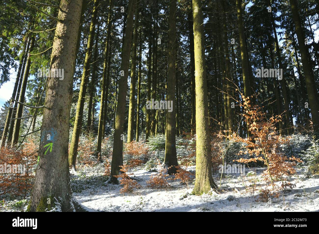 Fer tree hi-res stock photography and images - Alamy