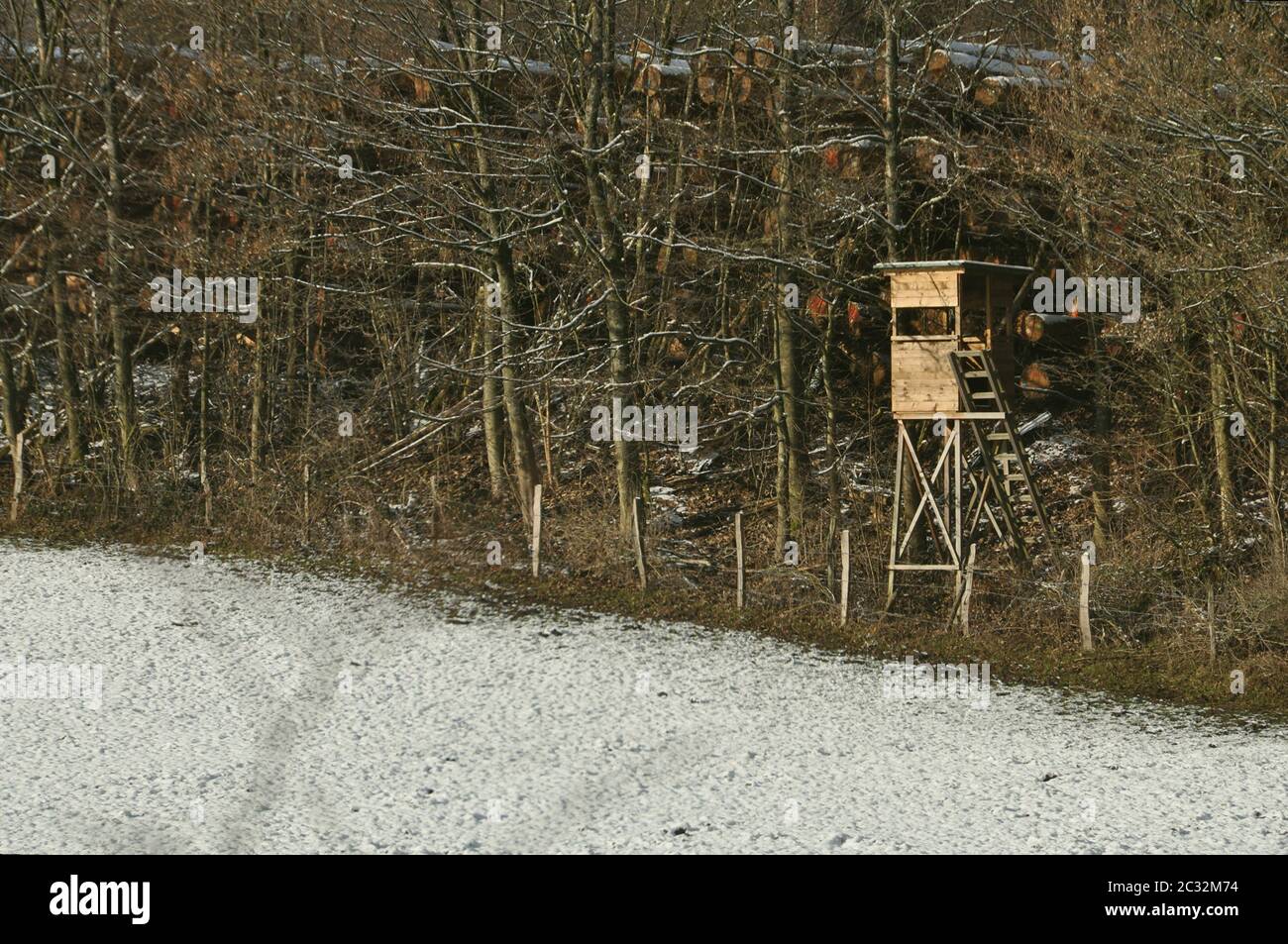 Fer tree hi-res stock photography and images - Alamy