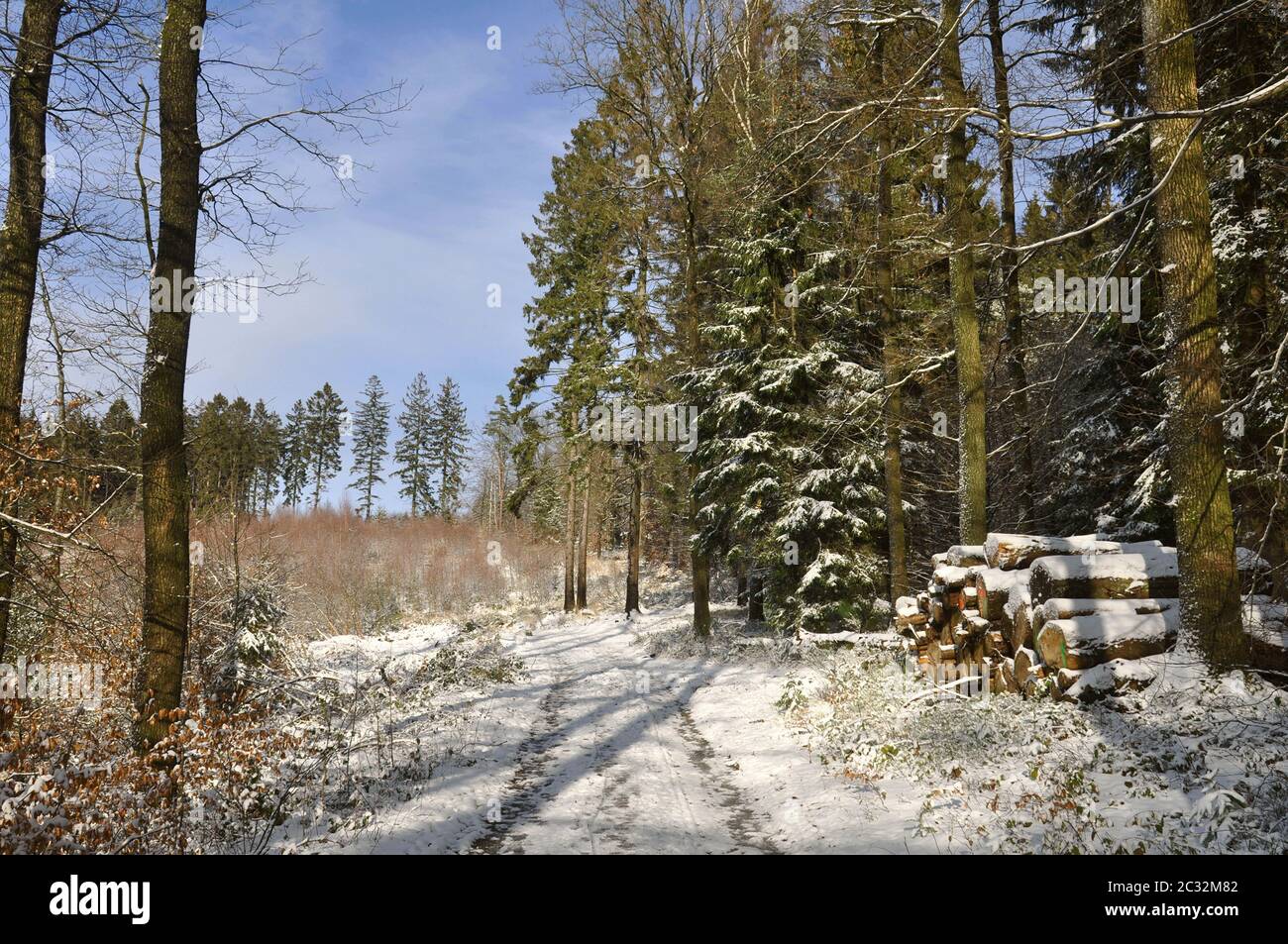 Fer tree hi-res stock photography and images - Alamy