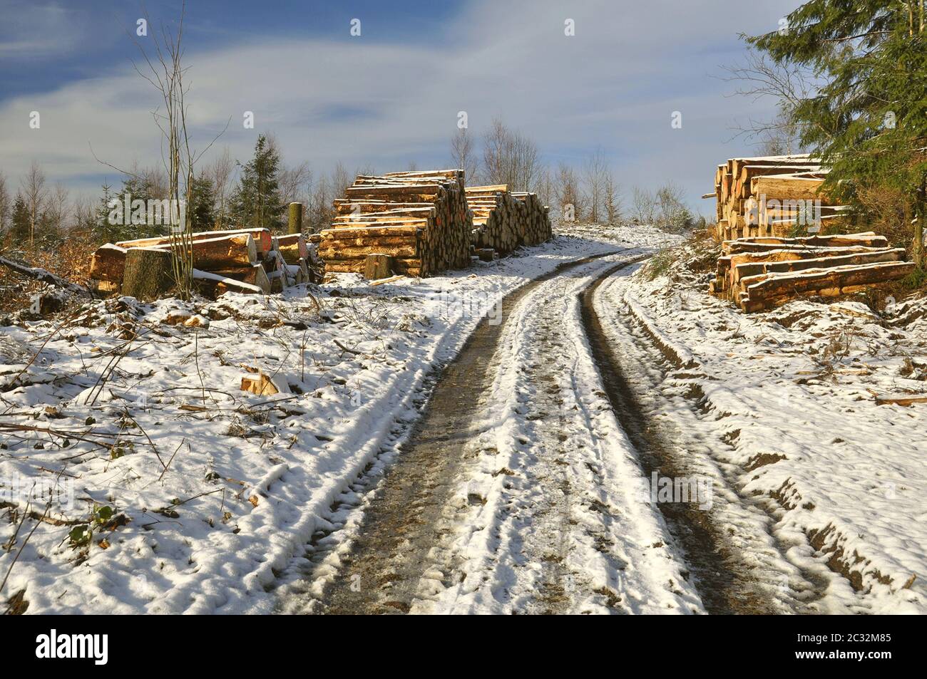 Fer tree hi-res stock photography and images - Alamy