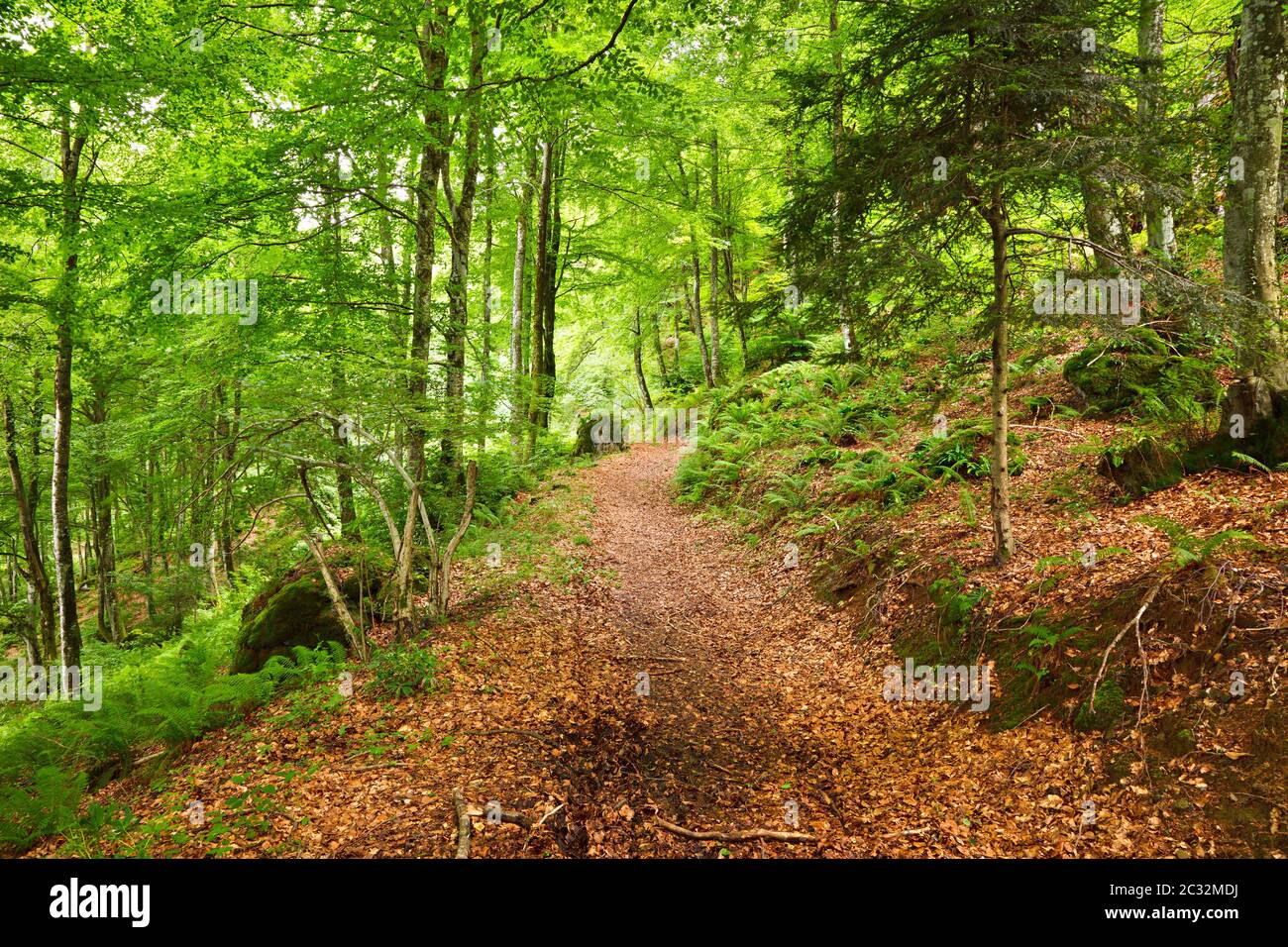 Mountain tree ferns hi-res stock photography and images - Alamy