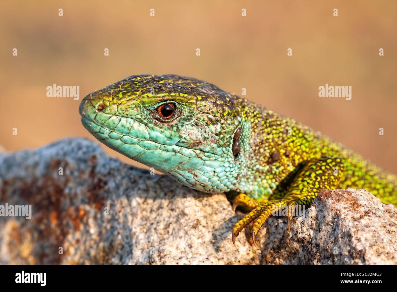 Head busk hi-res stock photography and images - Alamy