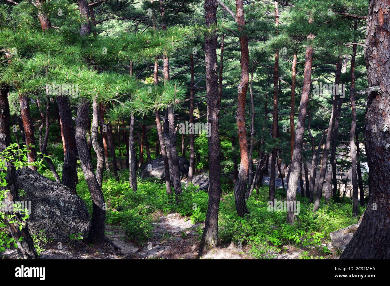 Korean red pine tree hi-res stock photography and images - Alamy