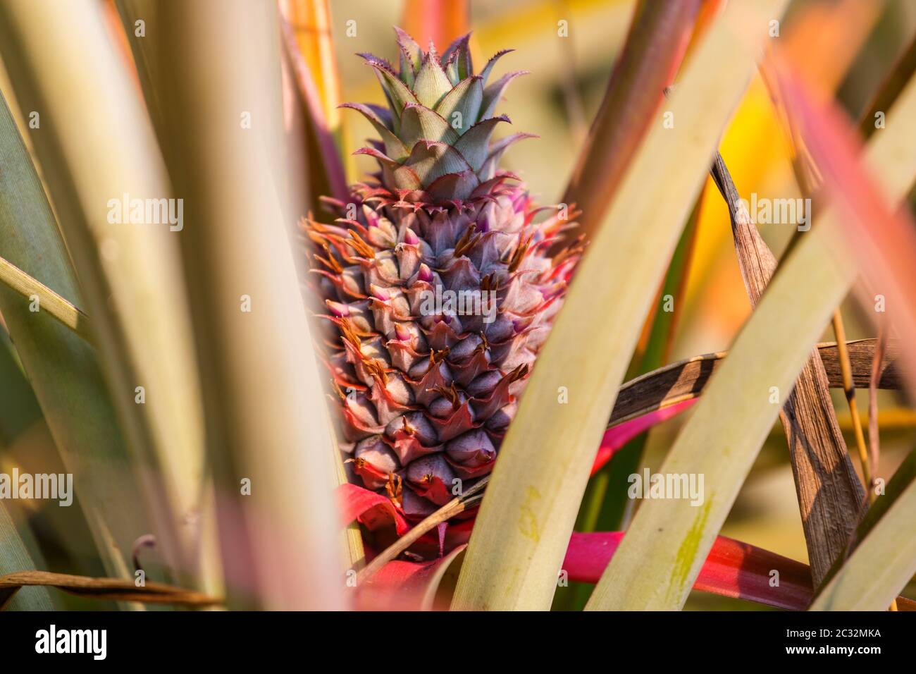 Pineapple horizontal hi-res stock photography and images - Alamy