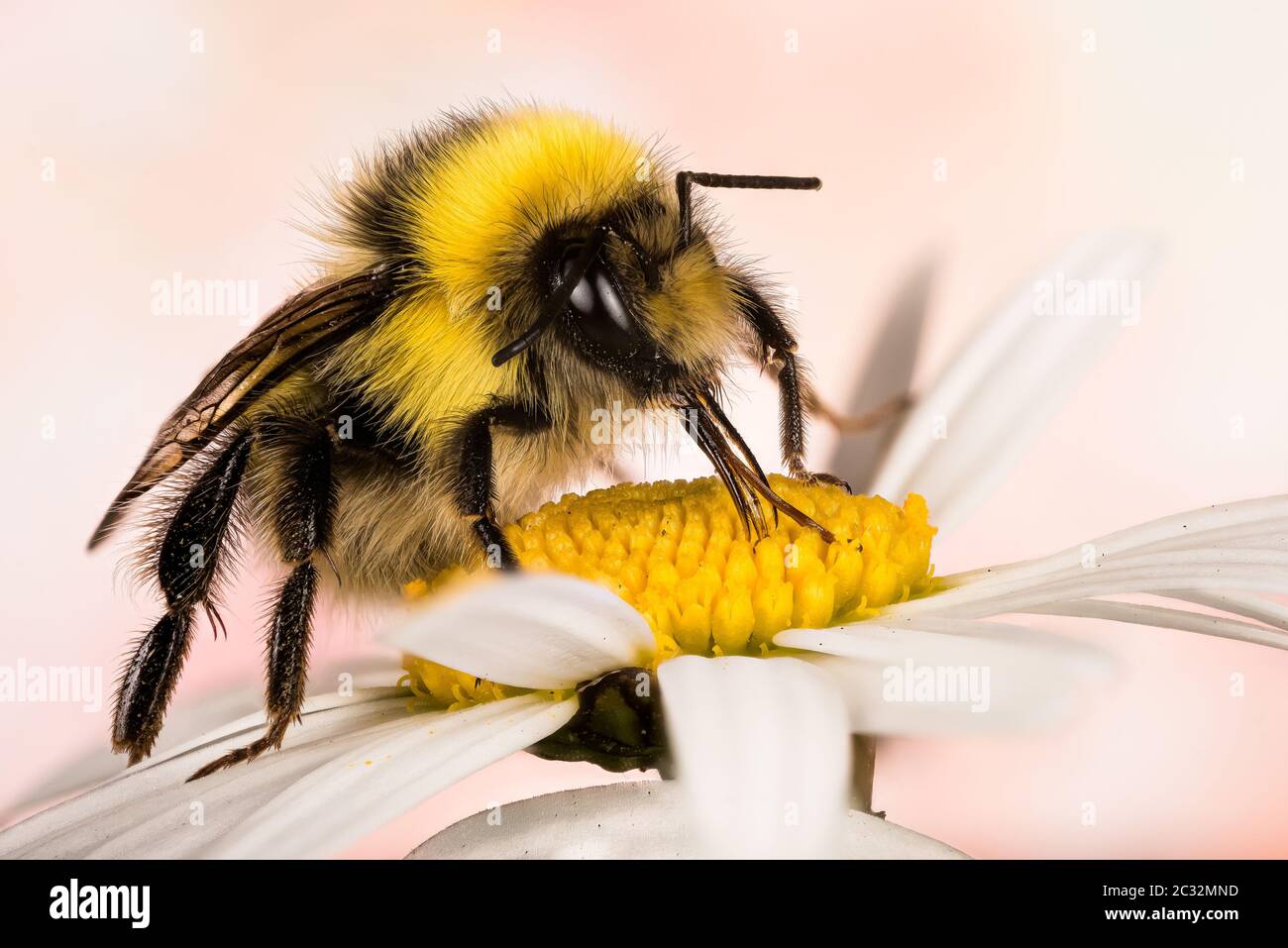 Bumblebee insects hi-res stock photography and images - Alamy