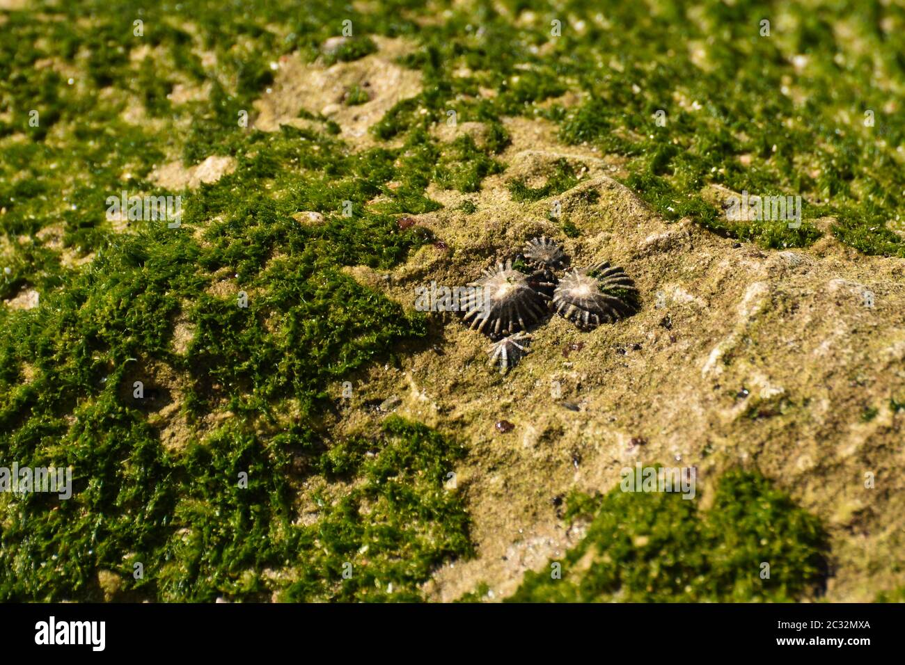Limpet Shells And Moss On Coastal Rock (Patellidae sp Stock Photo - Alamy