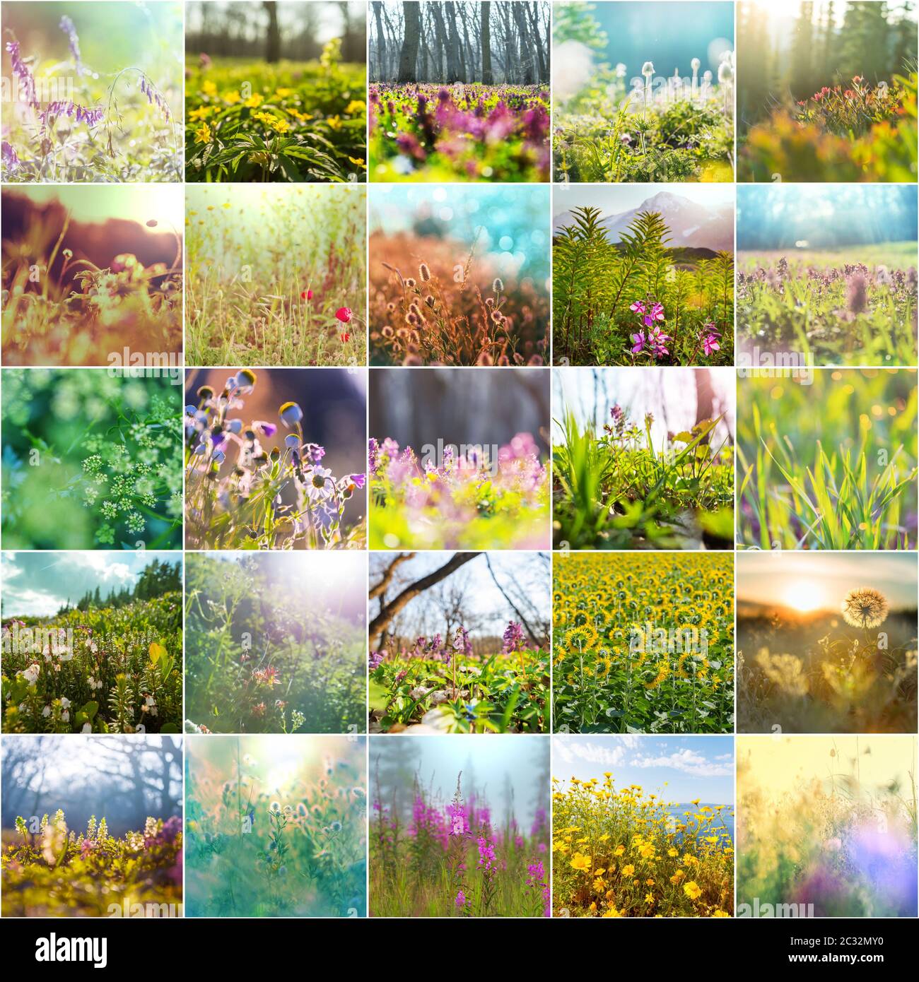 Spring flowers collage Stock Photo - Alamy