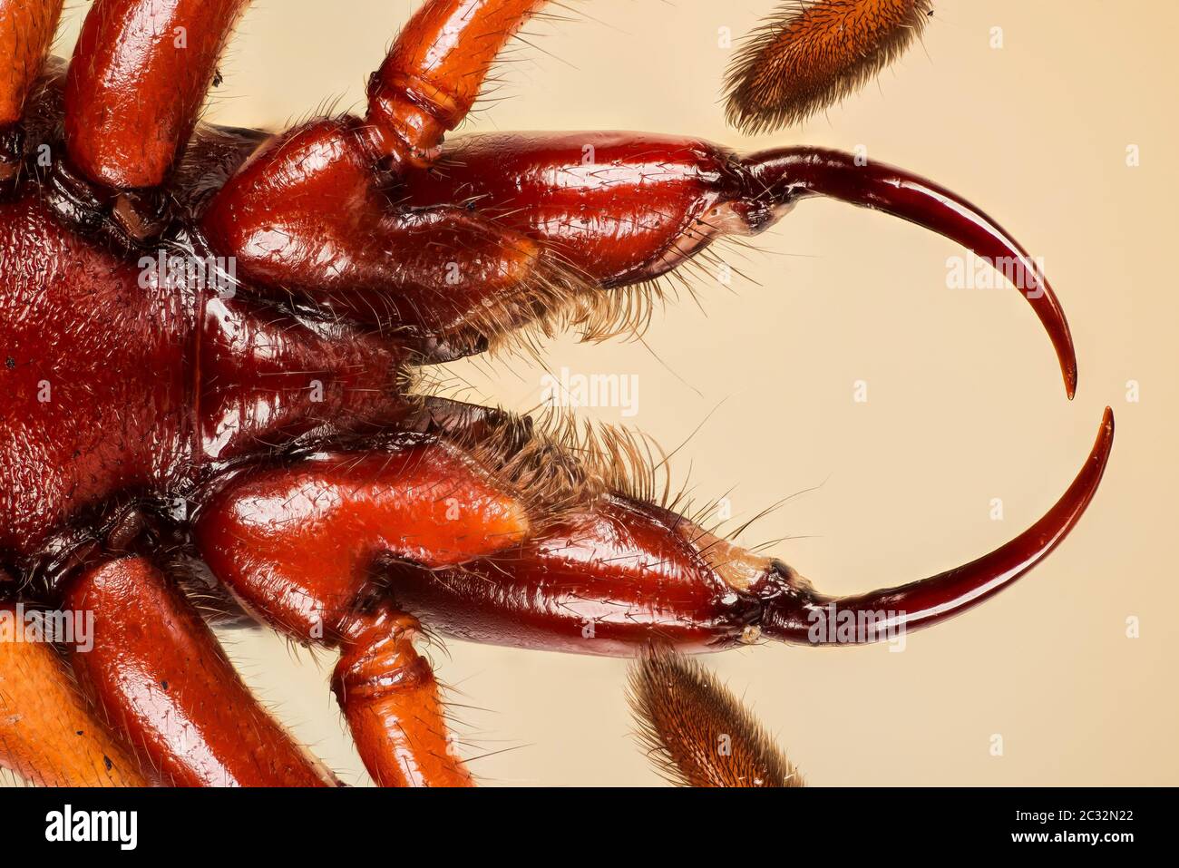 Woodlouse Spider, Woodlouse Hunter, Spider, Dysdera crocata Stock Photo ...