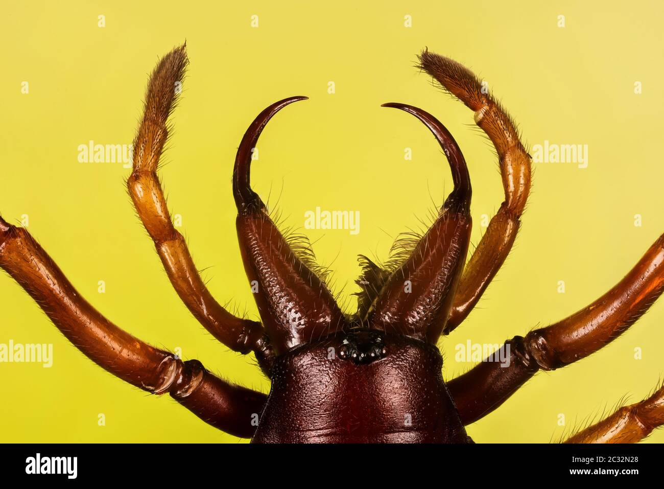 Woodlouse Spider, Woodlouse Hunter, Spider, Dysdera crocata Stock Photo ...