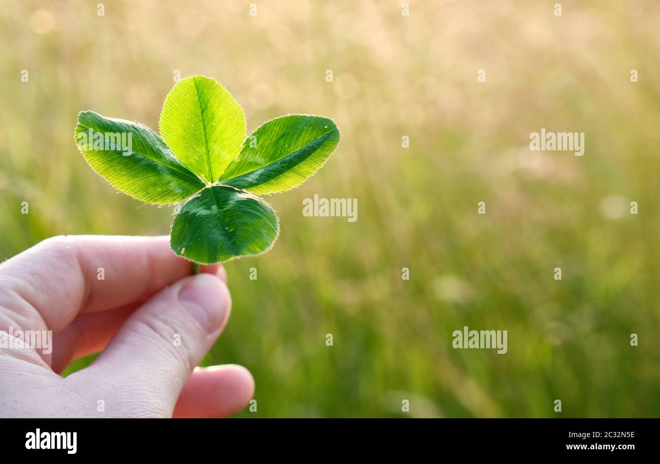 4 leaf clover field hi-res stock photography and images - Alamy