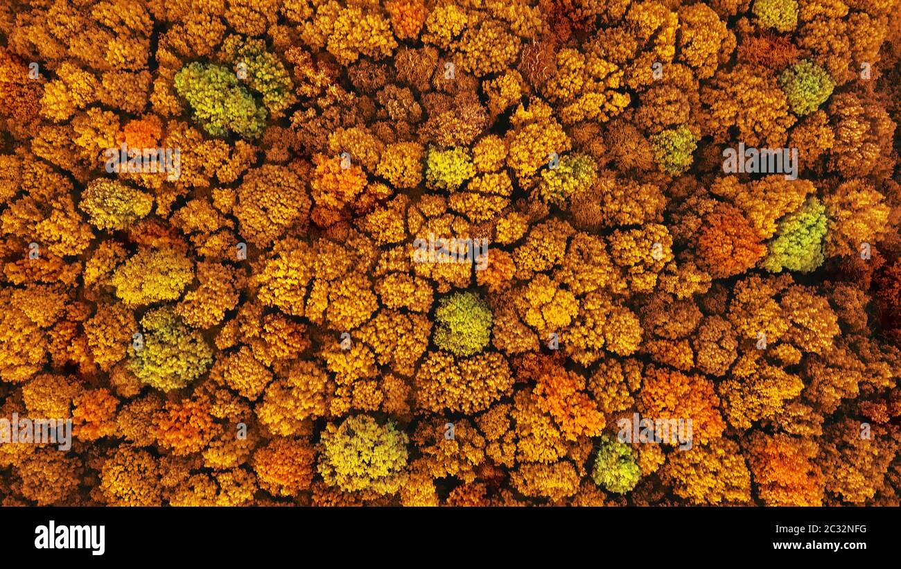 Natural fall yellow background aerial view from drone Stock Photo - Alamy