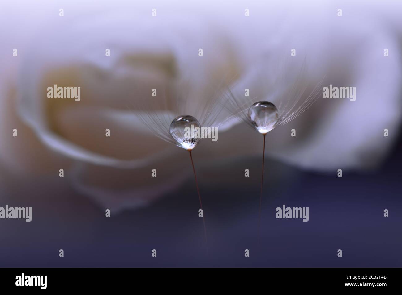 White nature background hi-res stock photography and images - Alamy