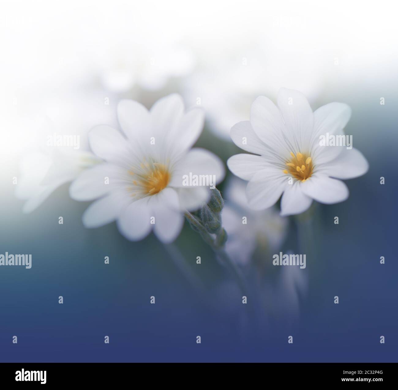 White nature background hi-res stock photography and images - Alamy