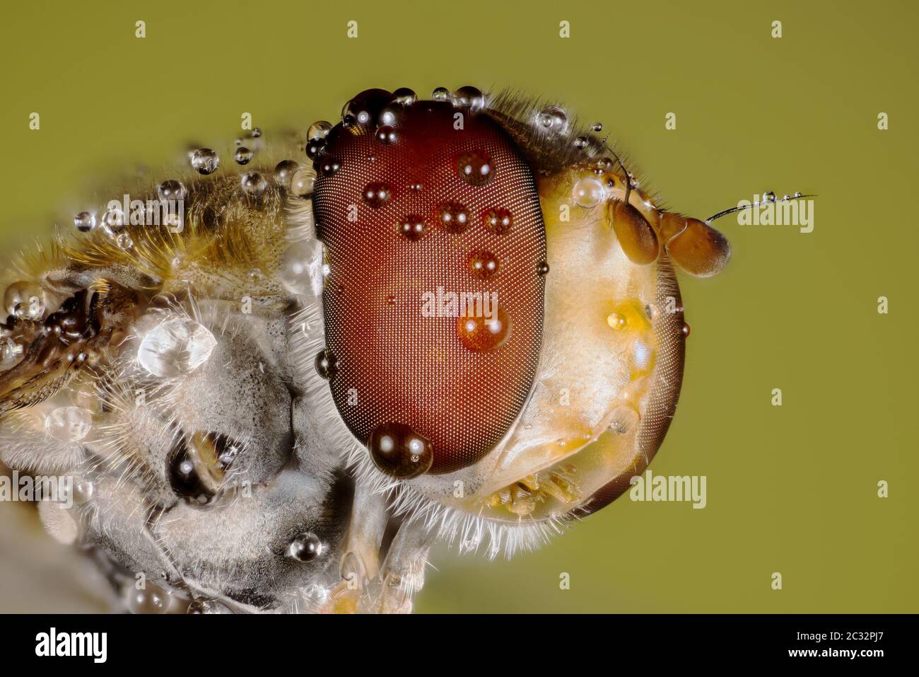 Macro Focus Stacking portrait of Hoverfly Stock Photo - Alamy