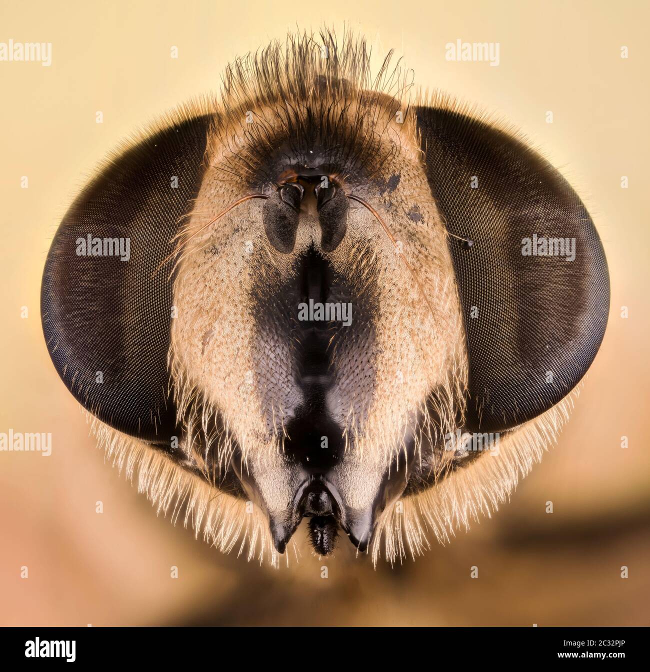 Macro Focus Stacking portrait of Hoverfly Stock Photo - Alamy