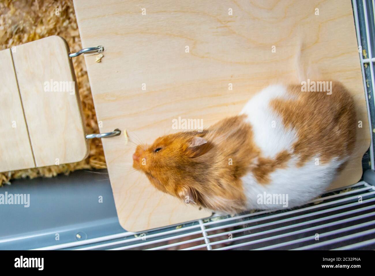 Syria hamster hi-res stock photography and images - Alamy