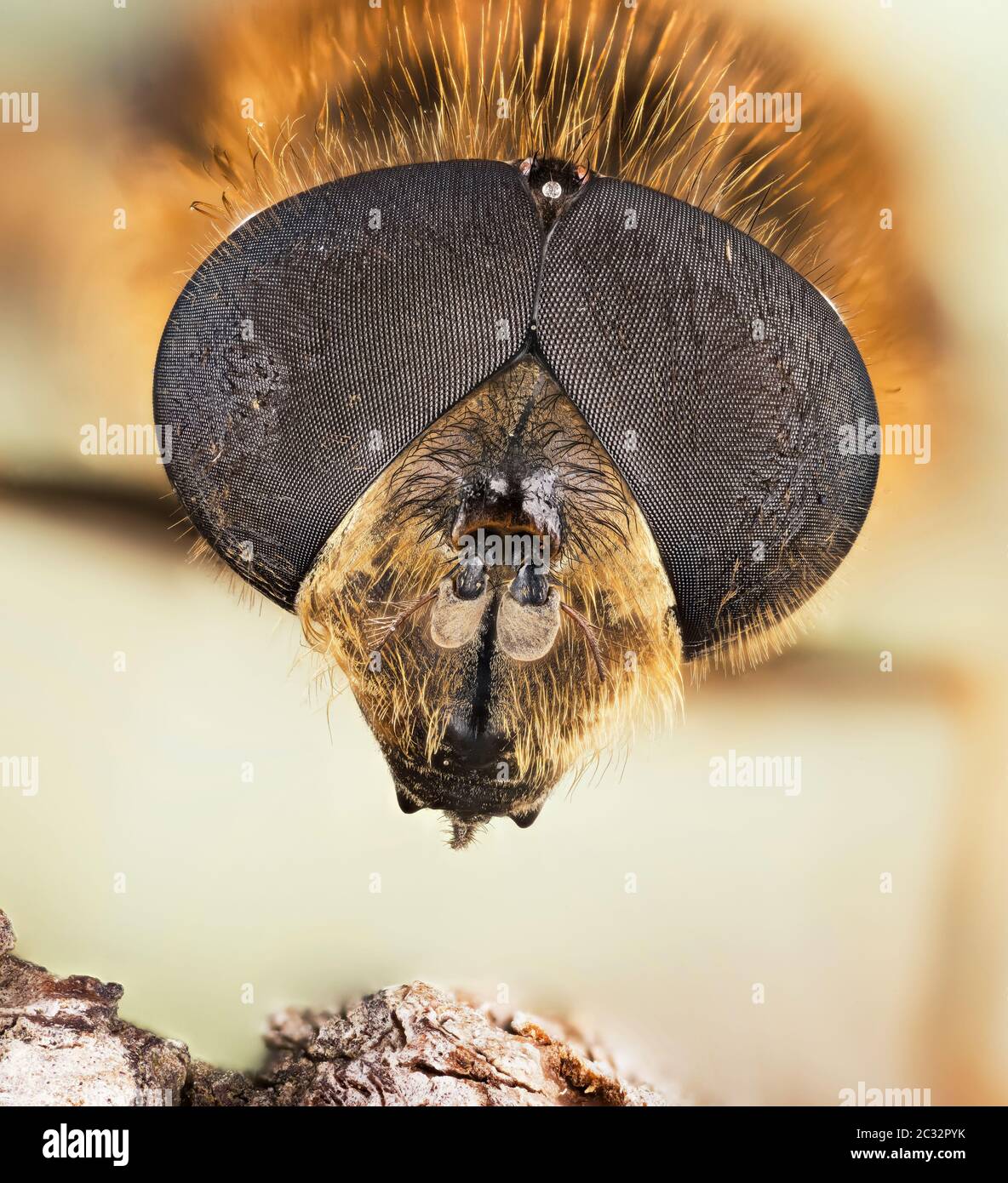 Macro Focus Stacking portrait of Hoverfly Stock Photo - Alamy
