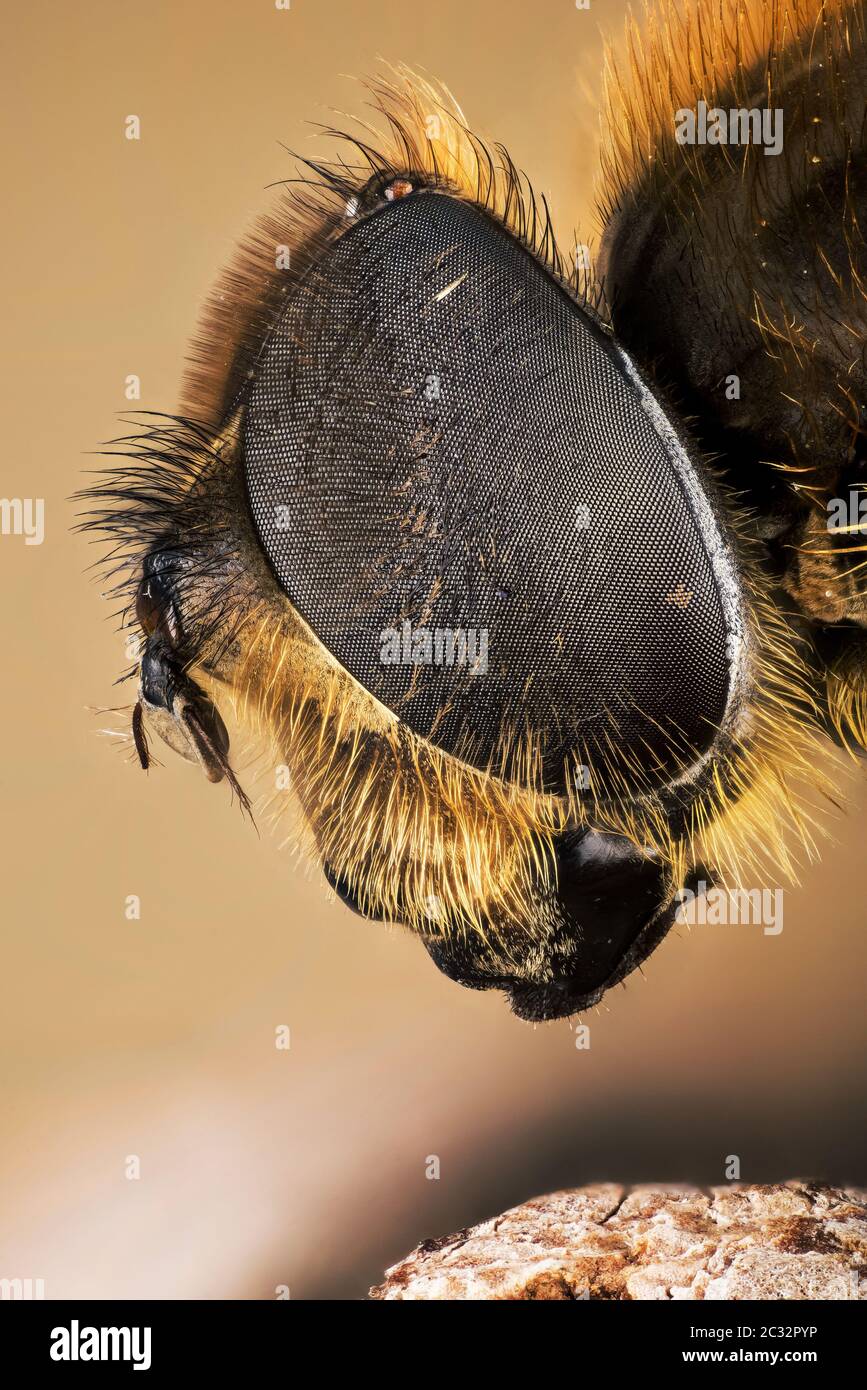 Macro Focus Stacking portrait of Hoverfly Stock Photo - Alamy