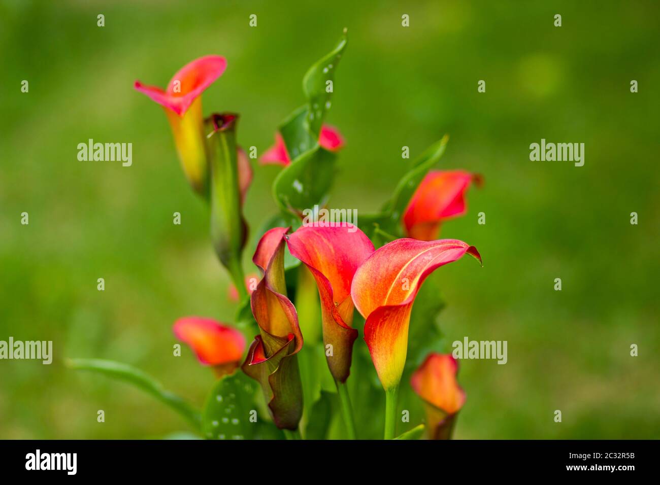 Big red-orange flowers of Zantedeschia Quatar, arum lily, calla lily ...