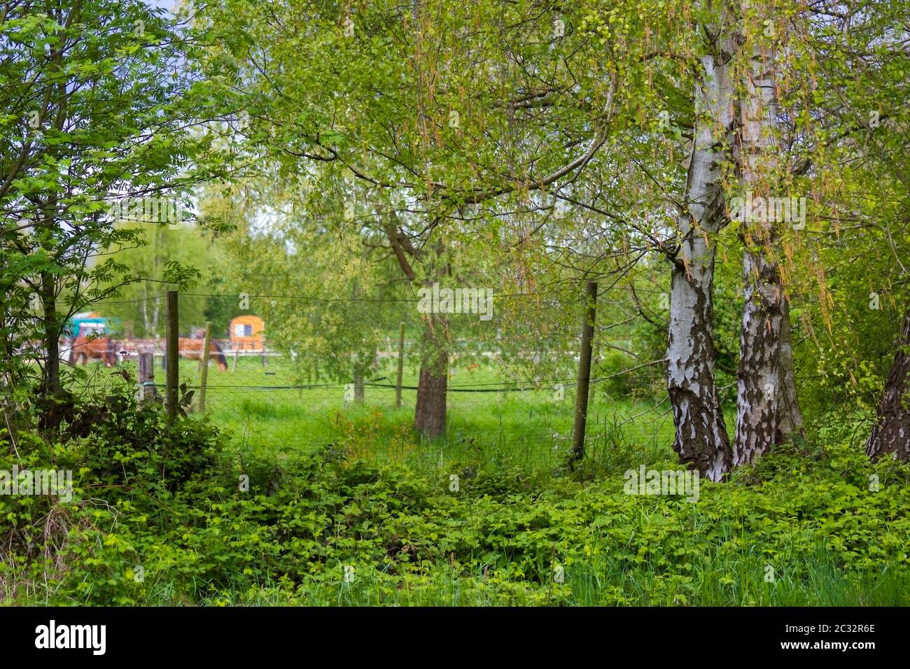 landscape with birch trees, landscape in Germany Stock Photo - Alamy