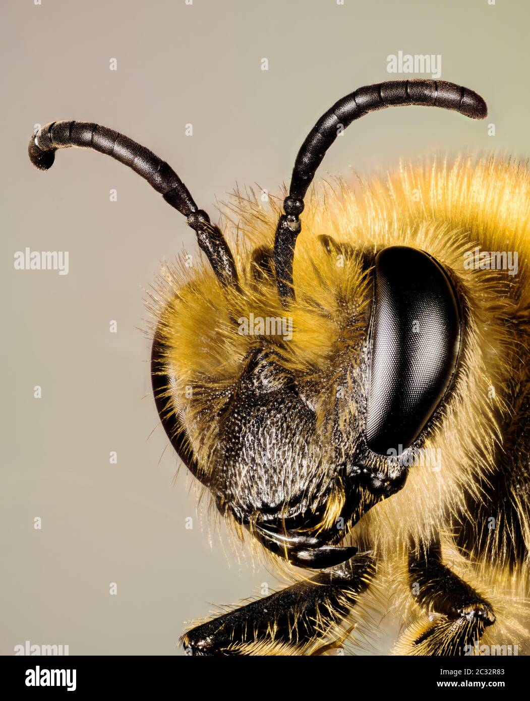 Macro Focus Stacking portrait of Ivy Bee. Her Latin name is Colletes ...