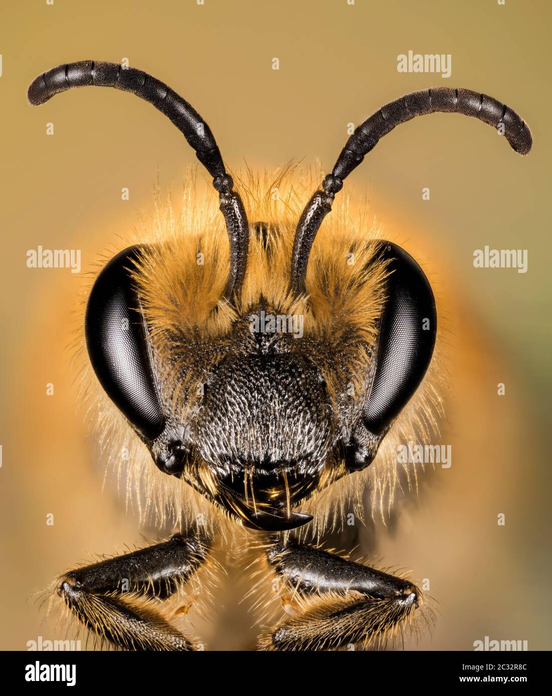 Ivy nectar for honey bees hi-res stock photography and images - Alamy