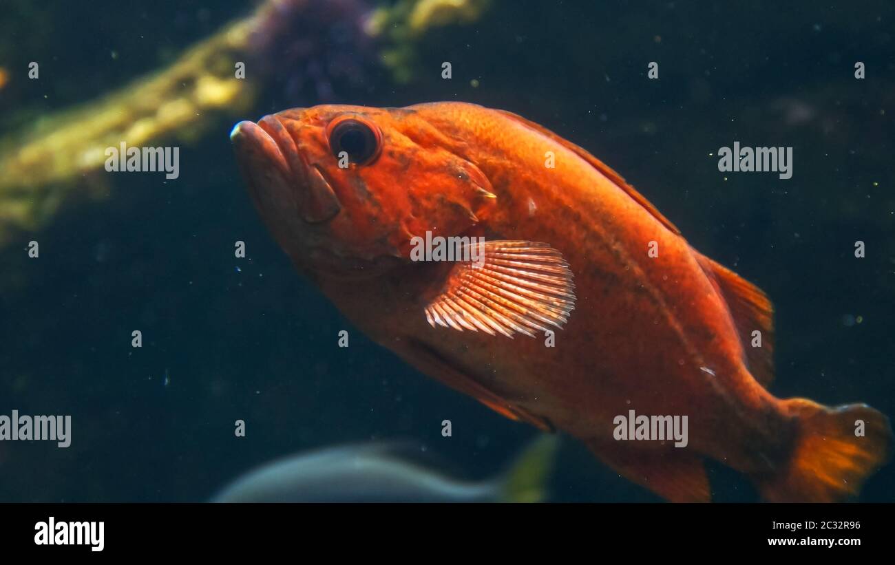 Rockfish fishing hi-res stock photography and images - Alamy