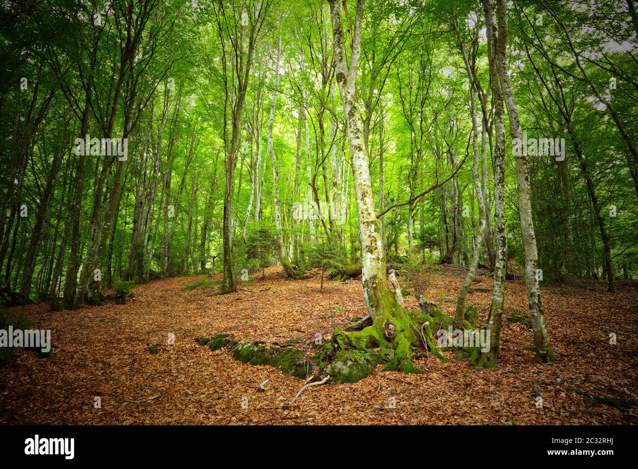 Mountain forest in Pyrenees Stock Photo - Alamy