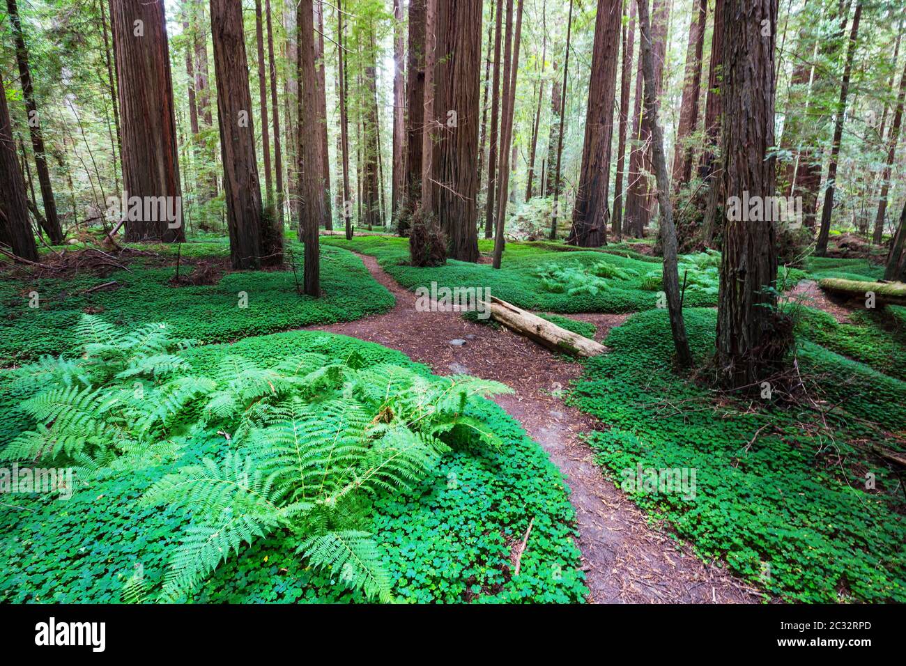 Woman hiking california redwood trees hi-res stock photography and ...