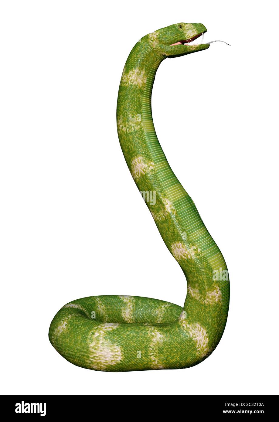 3D rendering of a green viper snake isolated on white background Stock ...