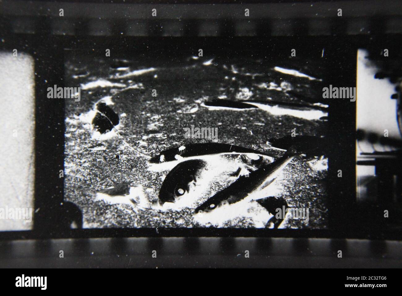 1970s Dead Fish High Resolution Stock Photography and Images - Alamy