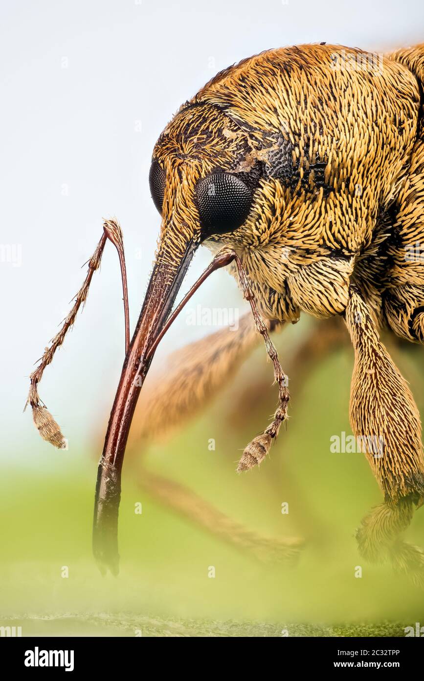 Long snout weevil hi-res stock photography and images - Alamy