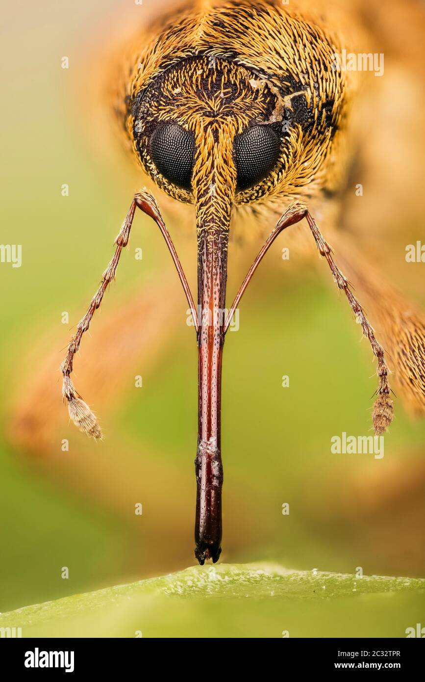 Glandium hi-res stock photography and images - Alamy