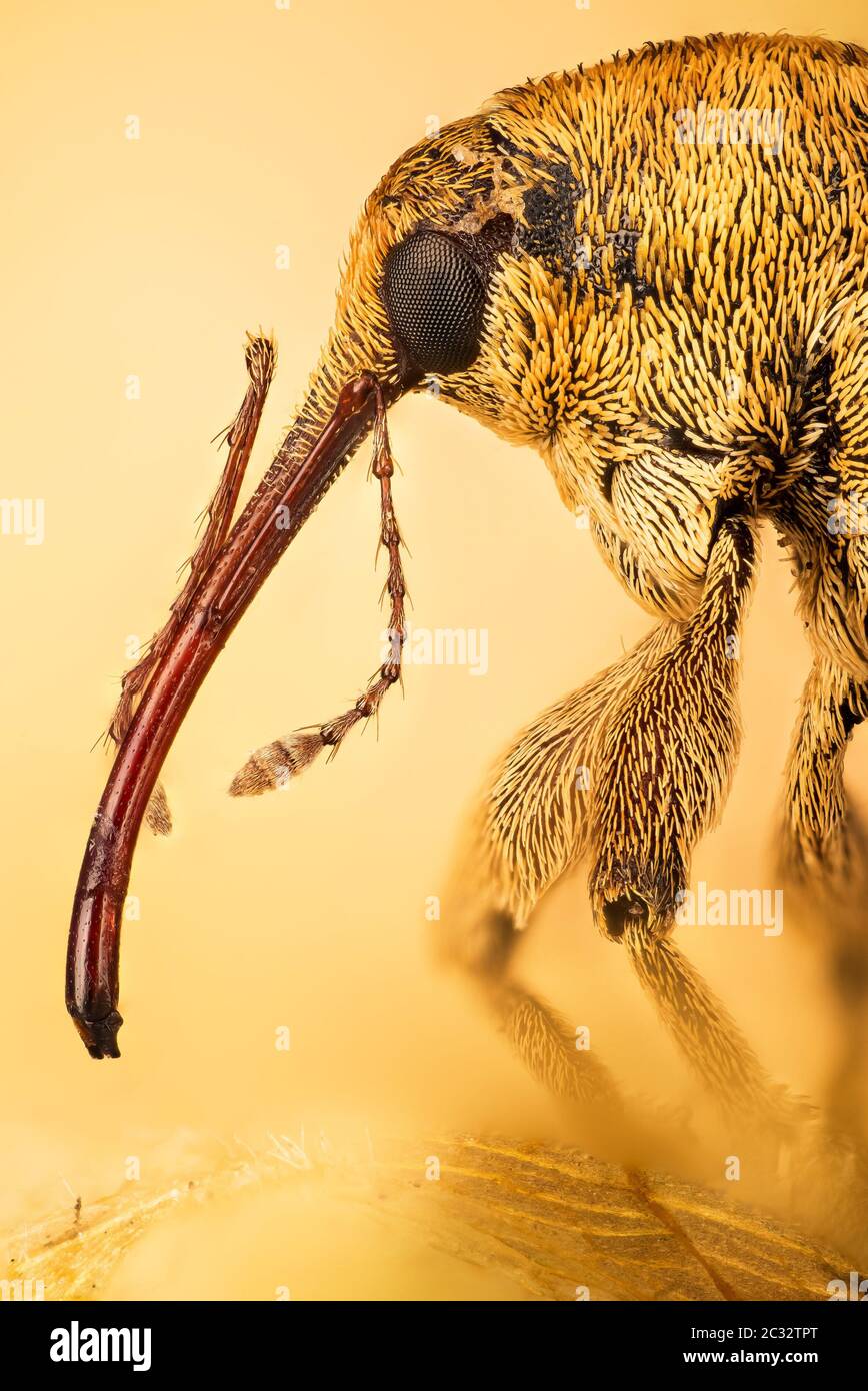 Macro Stacking Focus portrait of Acorn Weevil. His Latin name is ...